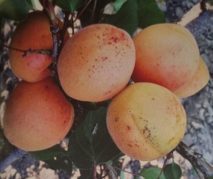 Meruňka ´´Velkopavlovická´´ - Ovocná školka Litenčice, spol. s r.o.