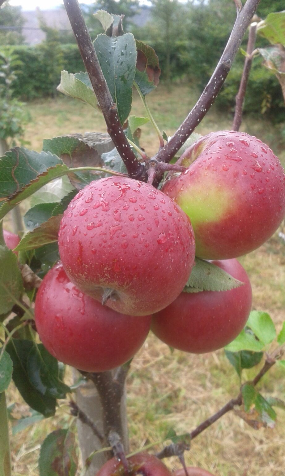 Jabloň ´´Red Topaz®´´ - Ovocná školka Litenčice, spol. s r.o.